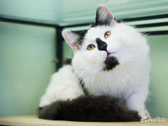Котик Сильвер в дар