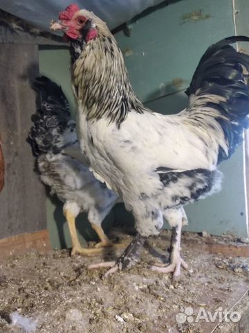 Петухи молодые
