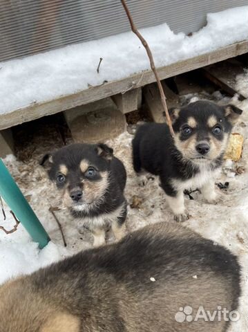 Щенки 1,5месяца
