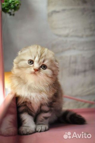 Вислоушка малышка, 2,5 мес