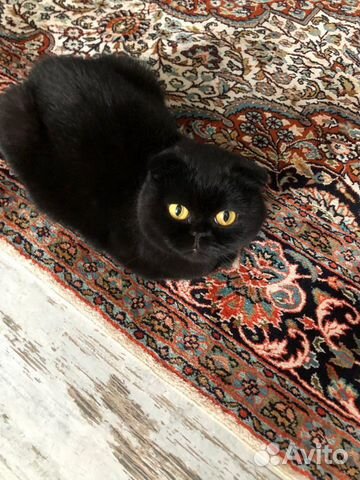 Кошка британец отдам