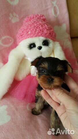 Девочка Йорка Валенсия