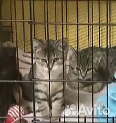 Девчушки-полосаточки,2,5 мес