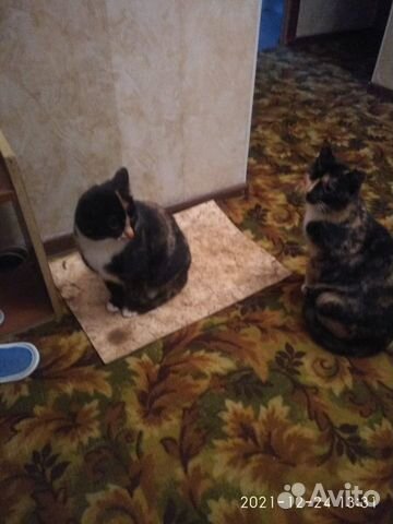 Две трехцветки-красотки