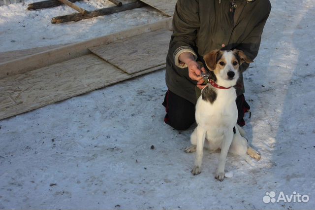 Щенок помесь с гончей