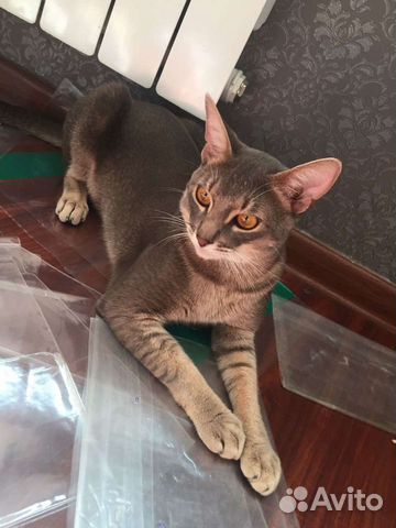 Кот на вязку Абиссинец