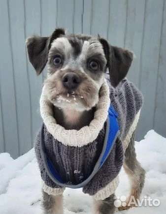 Бурбон. Небольшой добрый пёс. Бесплатно