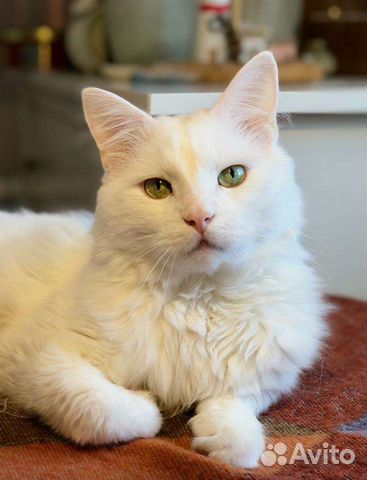 Ангорского котика выгоняют из дома