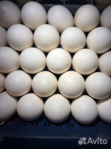 Инкубационное яйцо