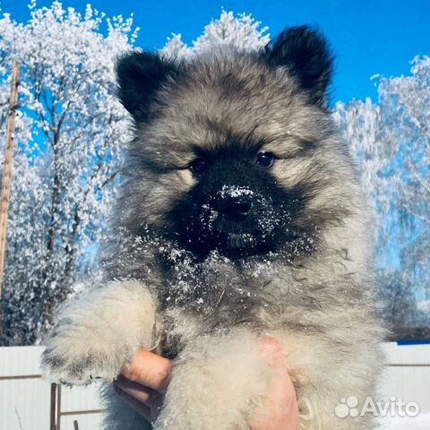 Щенки Кеесхонда