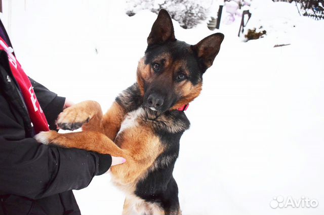 Собака мальчик Мухтар 1,5 года