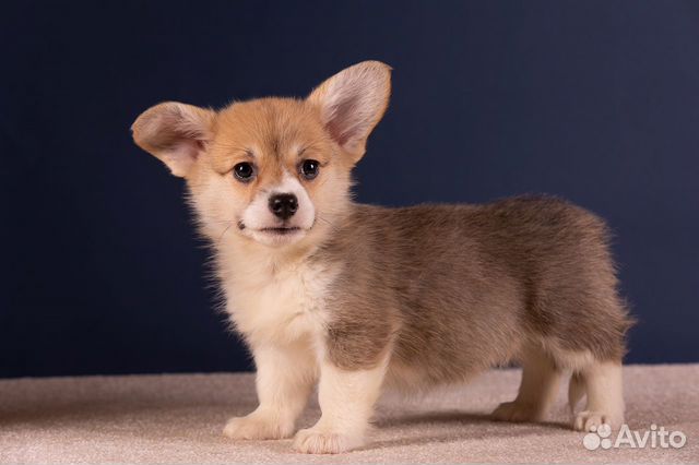 Щенки вельш корги пемброка рыже-белые девочки