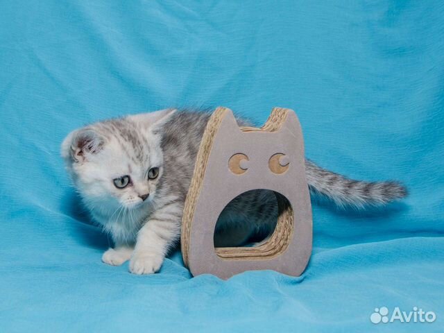 Шотландская кошечка серебристый табби