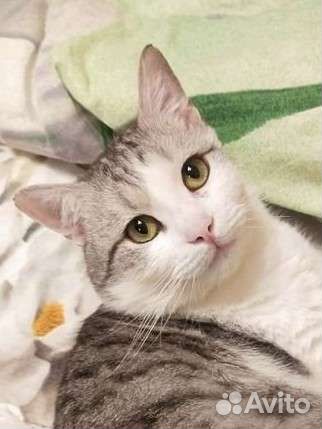 Котик ищет дом