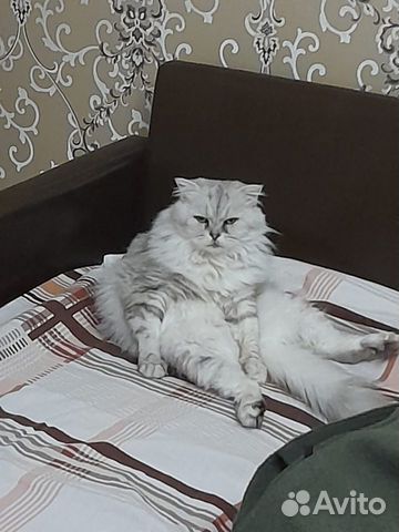Шотландская Вислоухая Кошка в дар