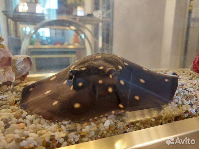 Скат моторо Леопольди