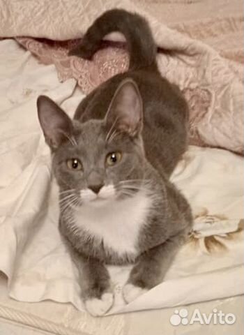 Серо-голубая наивная малышка