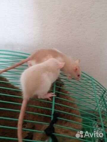 Декоративная крыса