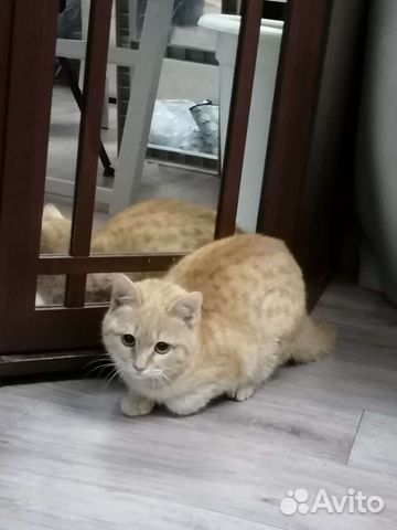 Котик в добрые руки