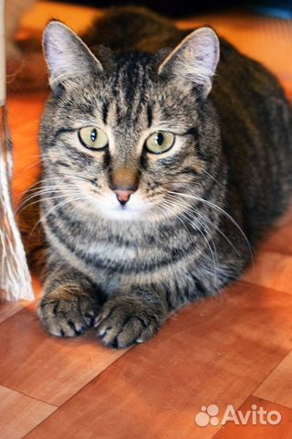 Котик Флинт 1,5 года