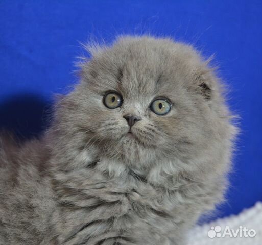 Хайленд девочка красотка