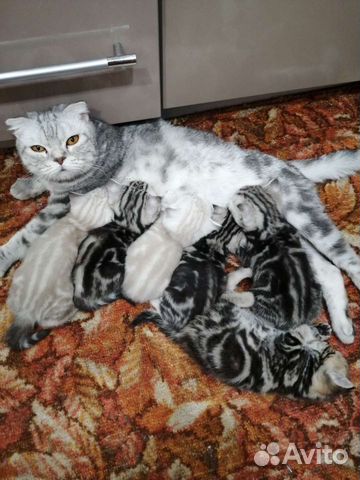 Шотландские котята
