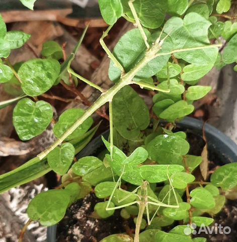 Аннамский палочник