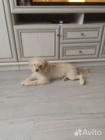 Маленькие собачки