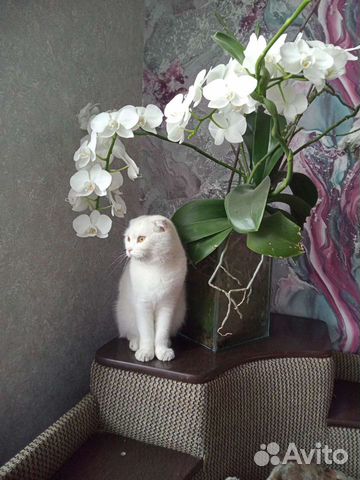 Кошечка ждёт жениха