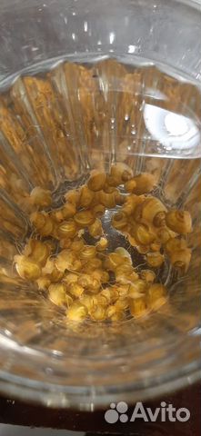 Улитки ампулярии