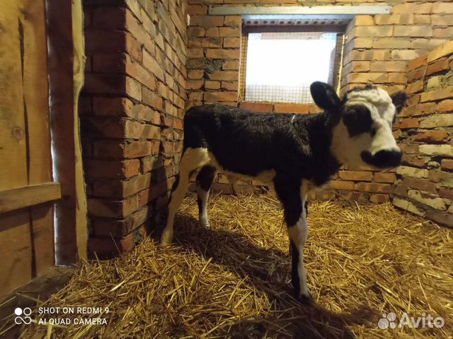 Телята телочки