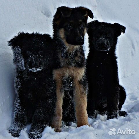 Щенки немецкой овчарки