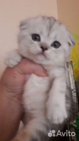 Шотландские вислоухие И прямоухие котята прелесть