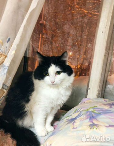 Кошка Машенька