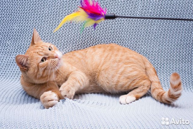 Котик Веня в добрые руки