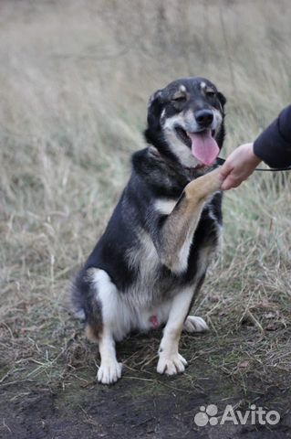 Боня-самый верный и преданный друг в добрые руки