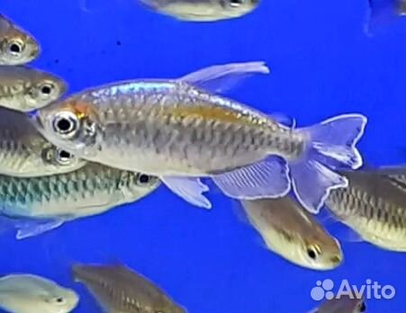 Конго голубой