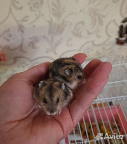 Хомяки джунгарики ручные малыши