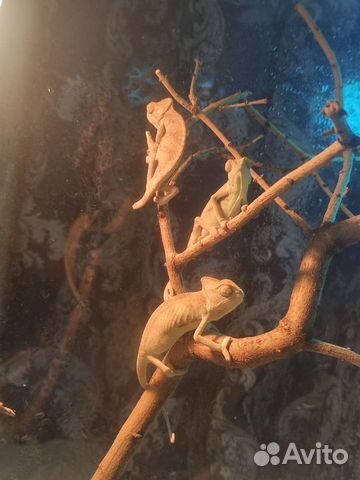 Йеменский хамелеон