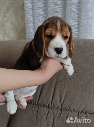 Щенки бигль с документами РКФ