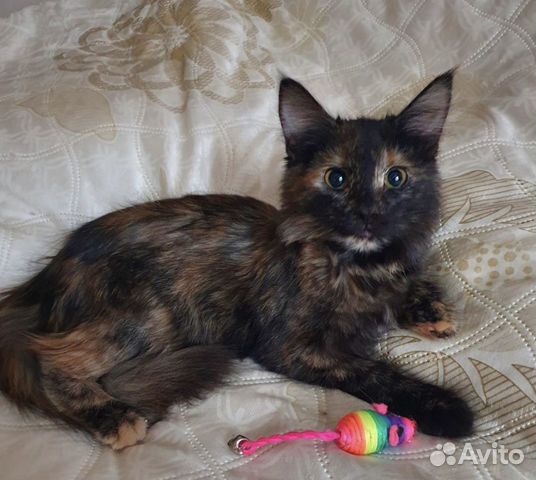 Пушистая девочка котенок 4,5 месяца в добрые руки