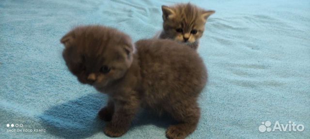 Шотландские котята