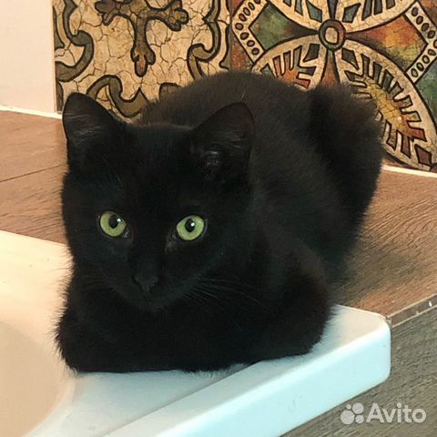 Черный котенок