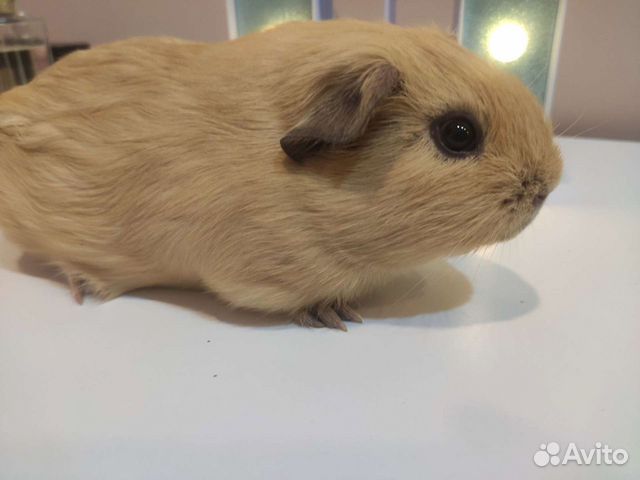 Калифорнийская морская свинка (самец)