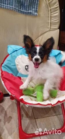 Щенки папийона