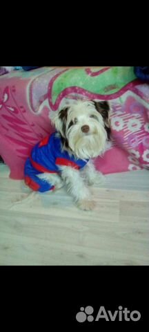 Йоркширский терьер