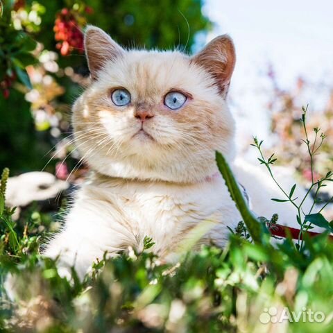 Шотландский кот крем-пойнт