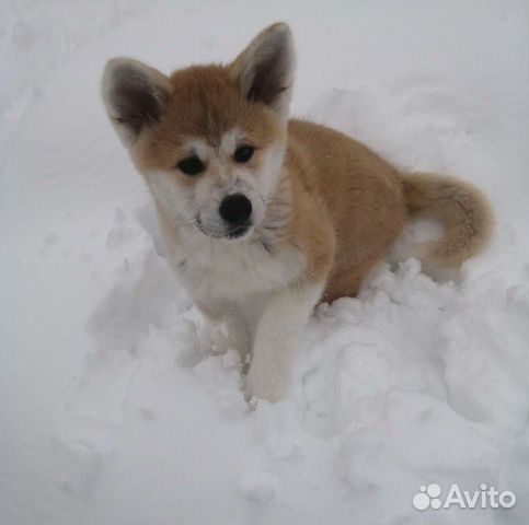 Щенки акита ину