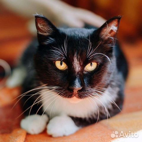 Кошка Кокошка