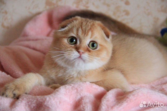 Сникерс - золотой скоттиш - фолд